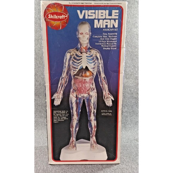 Toys | Vintage Skilcraft Visible Man Anatomy Model Kit Open Box W ...